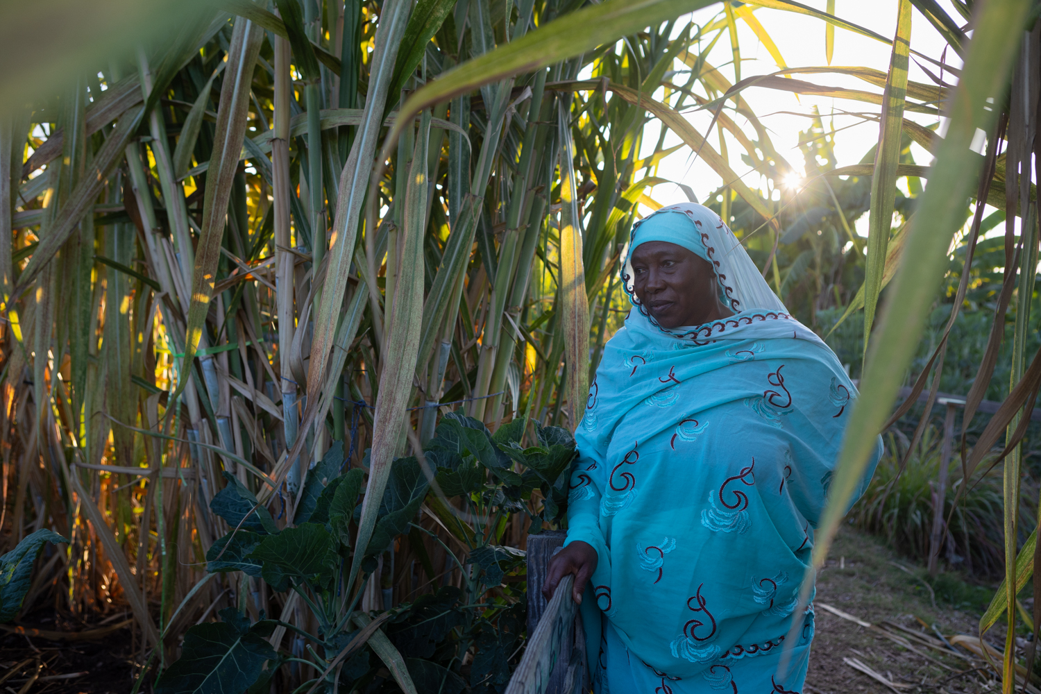 Amid lease dispute, City Heights refugee farmers form nonprofit
